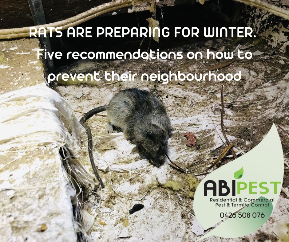 Rats are preparing for winter - ABI PEST Control