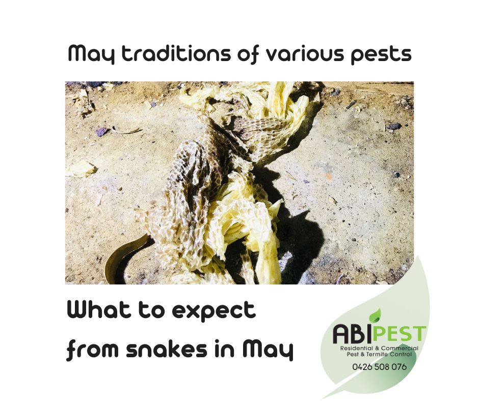 What to expect from snakes in May - ABI PEST Control