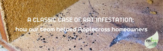 A classic case of rat infestation: how our Pest Control team helped ...